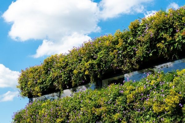 Projekti 2021/2022 – Vertical Greenery